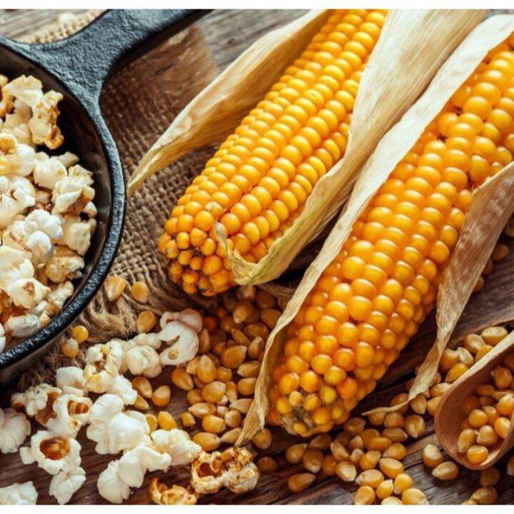 Popcorn Seeds For planting 20pcs repack | Lazada PH