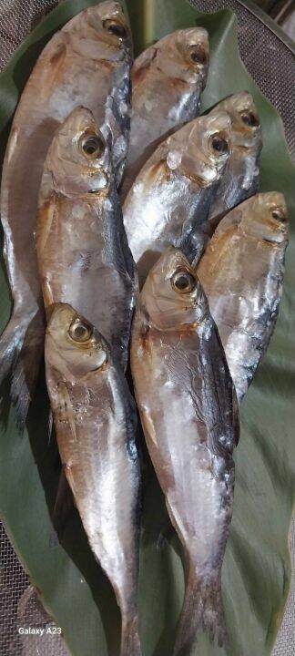 renbus dried fish Salinas 1/4 kilogram tuyo approximately 11cm long not ...