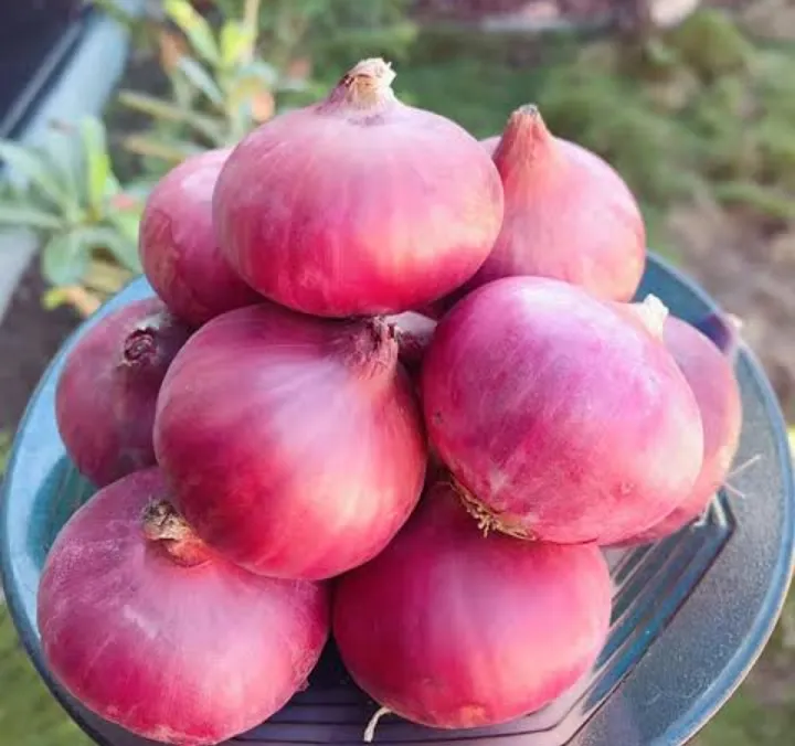 Sibuyas Medium Size 1/2 kilo | Lazada PH