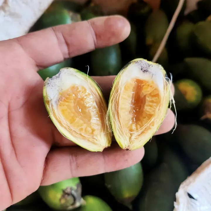 pinang muda segar /1kg | Lazada Indonesia