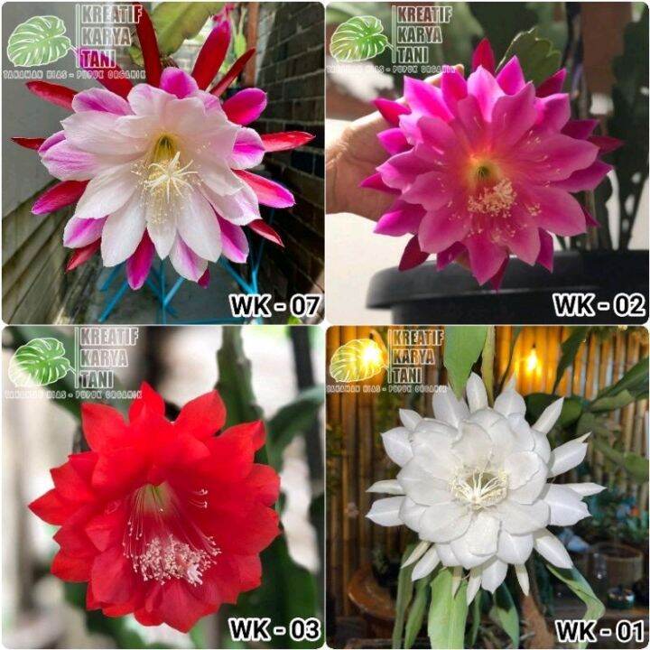 4 Tanaman Bunga Wijaya Kusuma - Paket 4 tanaman hias Wijaya Kusuma ...