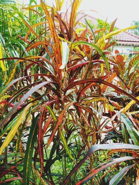 Live Plant Anak Pokok Puding Croton Daun Merah Tirus | Lazada