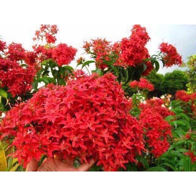 Pokok bunga rubia @ flaming beauty - sentiasa berbunga | Lazada