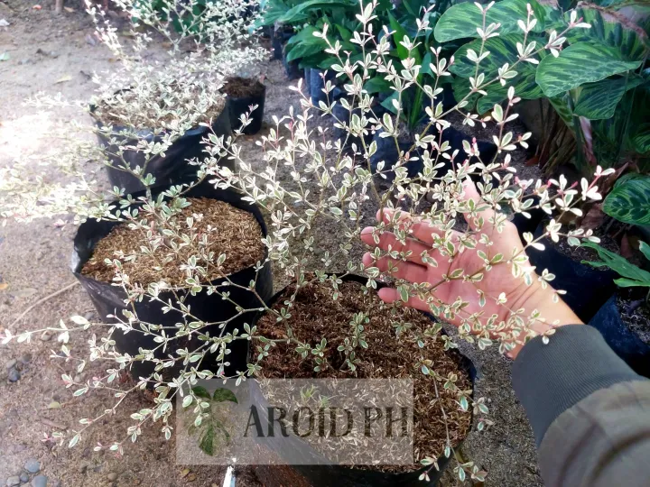 African Talisay Variegated Original | Lazada PH