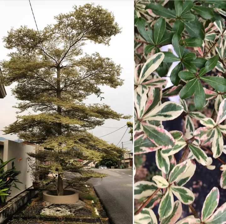 Bucida variegata / bucida batik | Lazada