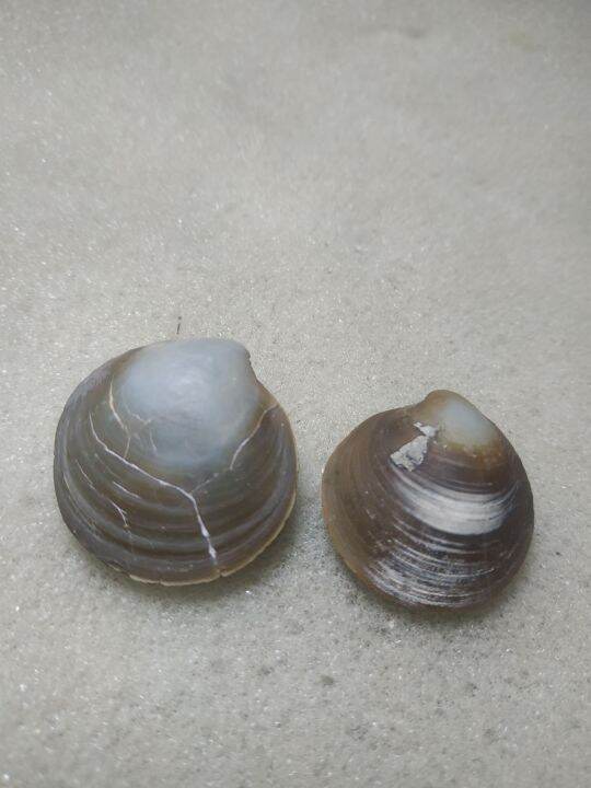 natural batu fosil kerang | Lazada Indonesia