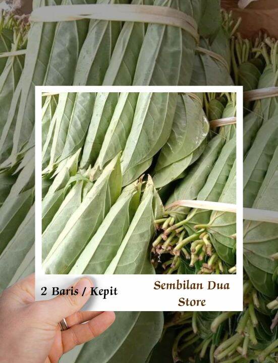 Daun Sirih Demban Sirih Asli Tanah Karo Medan 2 Baris/Kepit 1 Pedih/5 ...