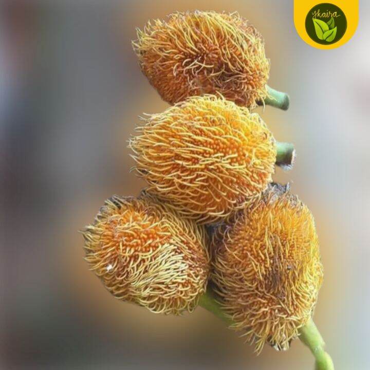 uloy marang native fruit in mindoro binhi pantanim 5 pcs. seeds for ...