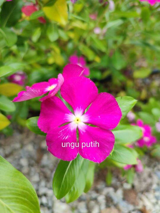 pokok Bunga kemunting cina/pokok vinca | Lazada