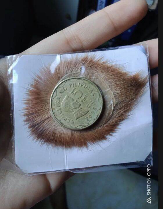 Original Pilik Mata ng Kambing o goat eyelashes, an authentic Local ...