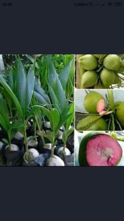 bibit tanaman kelapa wulung ijo ASLI banyak manfaat | Lazada Indonesia