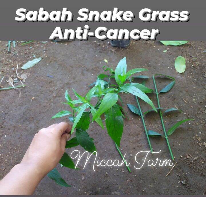 Sabah snake grass cuttings (COD) | Lazada PH