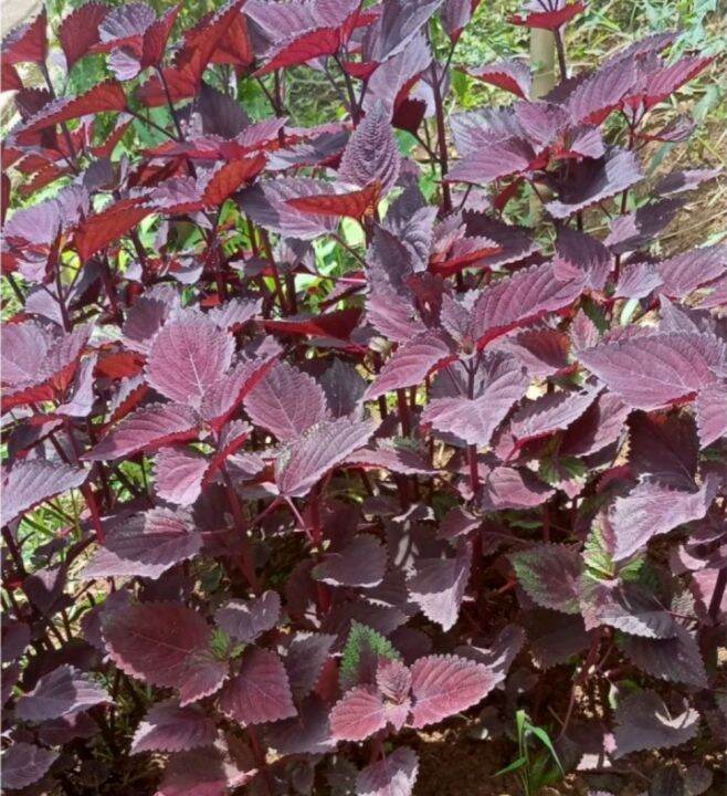 daun jawer kotok segar 50lembar herbal miana/tanaman iler ileran ...