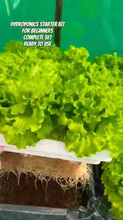 HYDROPONICS STARTER KIT 3 - GRANULAR NUTRIENT SOLUTION/WITH GROWBOX/4 ...