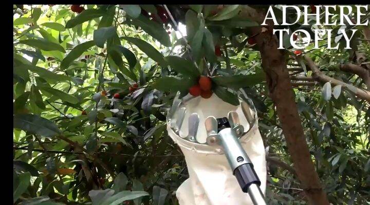Metal Fruit Picker Fabric Pengait Buah Gardening Tools Fruit Tree ...