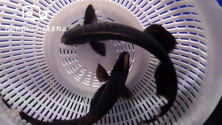 BRBN Black Ghost Knifefish - Ghost knifefish - Ikan Black Ghost- Aquarium Freshwater Fish / Ikan ...