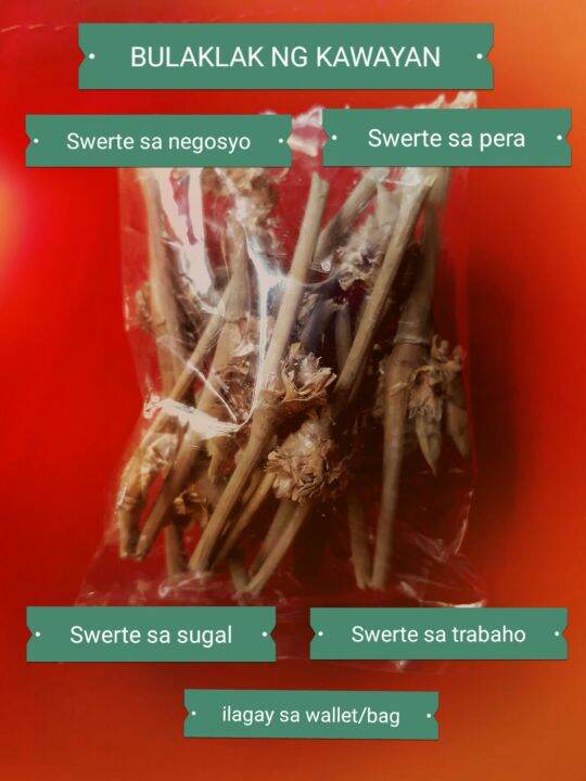 BULAKLAK NG KAWAYAN-swerte sa pera,negosyo,sugal,trabaho | Lazada PH BULAKLAK NG KAWAYAN-swerte sa pera,negosyo,sugal,trabaho | Lazada PH