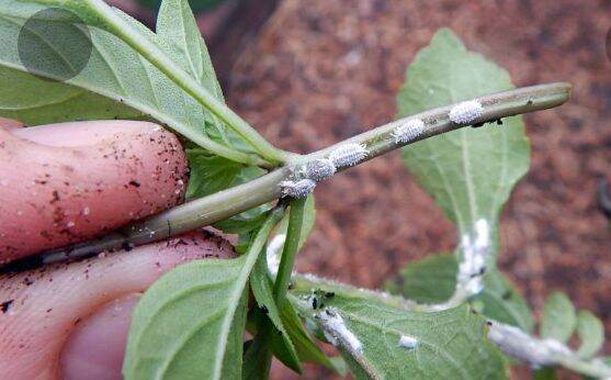 racun bena, perosak tanaman, pokok daun jadi putih | Lazada