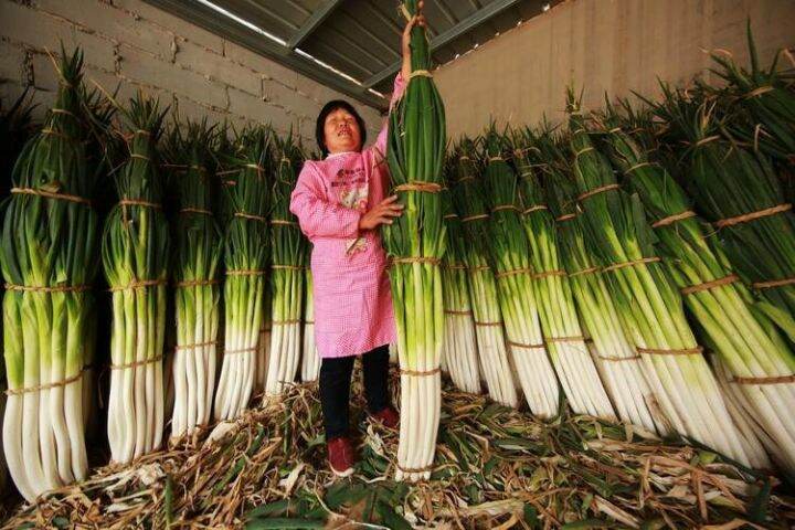 300 HẠT GIỐNG HÀNH BARO KHỔNG LỒ | Lazada.vn