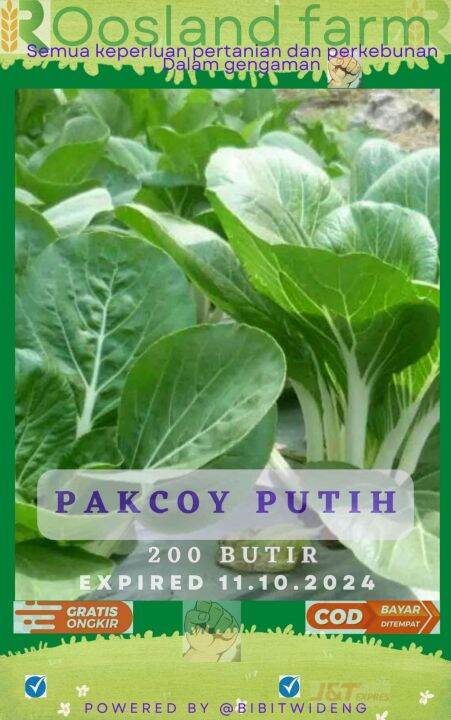 BENIH BIJI PAKCOY PUTIH 200 SEEDS | Lazada Indonesia