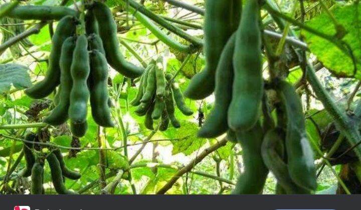 Buah Benguk sayur /1kg | Lazada Indonesia