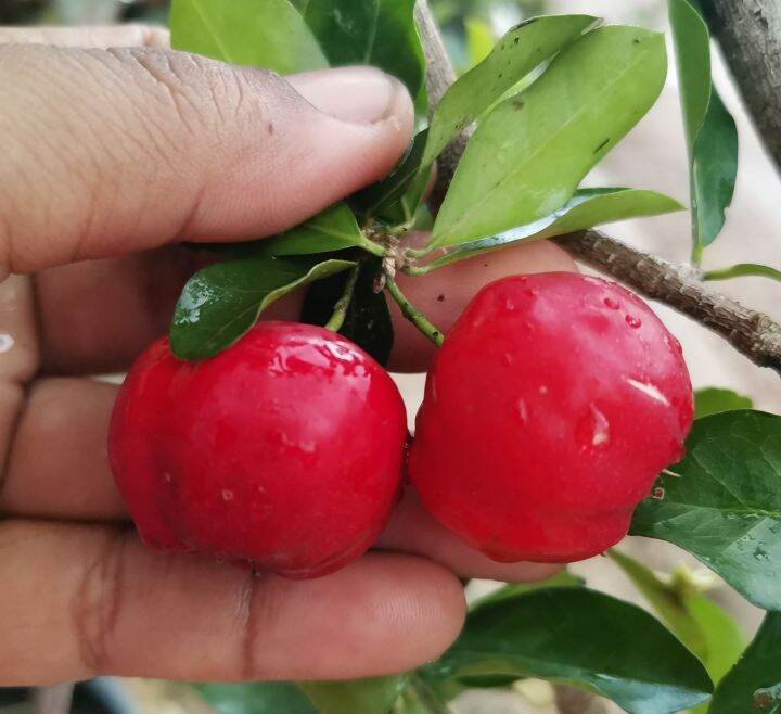 🤪CRAZY SALES 🤪👉 Pokok Cherry Barbados | Lazada