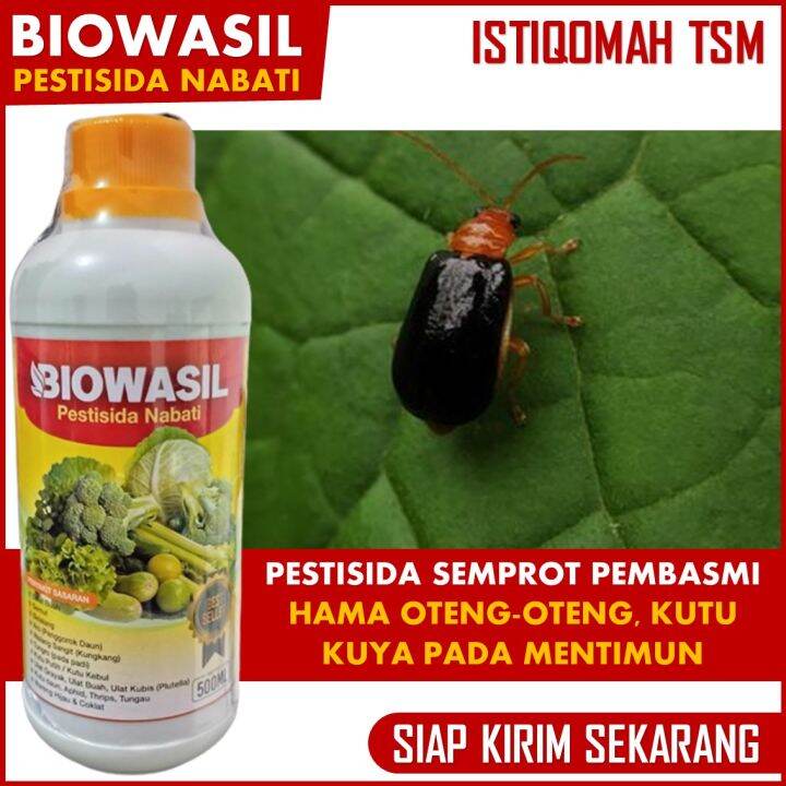 BIOWASIL PESTISIDA SEMPROT PEMBASMI HAMA OTENG-OTENG, KUTU KUYA PADA ...