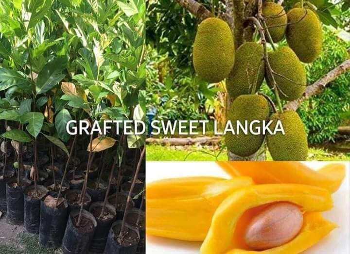 Live Plant Grafted Marcoted Sweet Langka Tree Plant Fruit bearing Tree ...