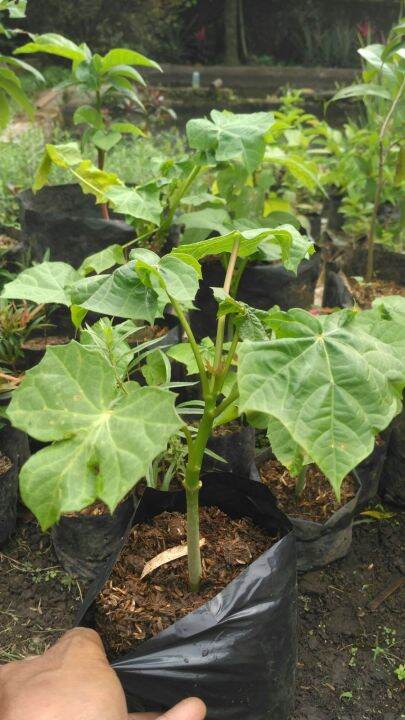 Bibit Tanaman Jarak Pagar Pohon Jarak Pagar | Lazada Indonesia