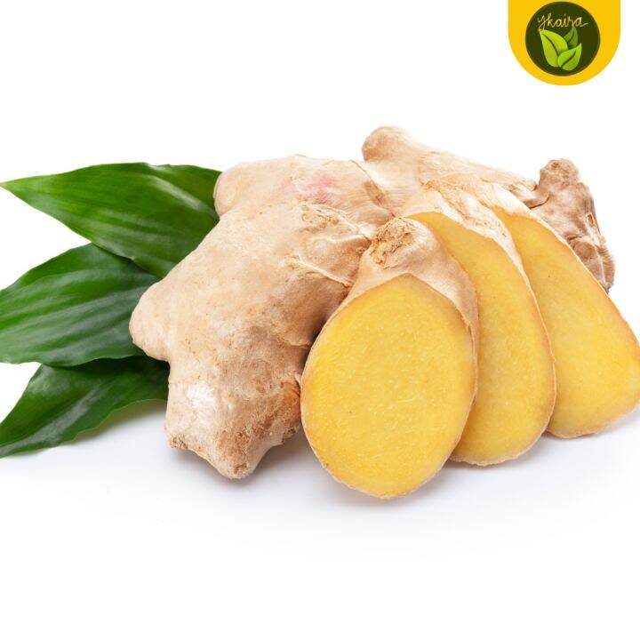 Luya Ginger Bulb Seeds 1 pc. for Planting Herb | Lazada PH