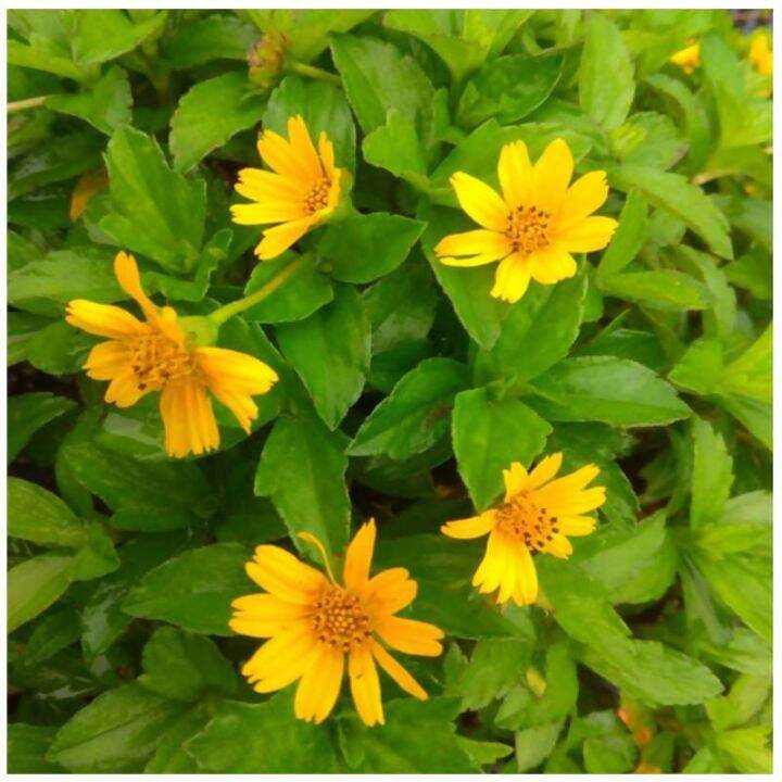 [SG 🇸🇬Store] Sphagneticola trilobata, Yellow Creeping Daisy, Wedelia (0 ...