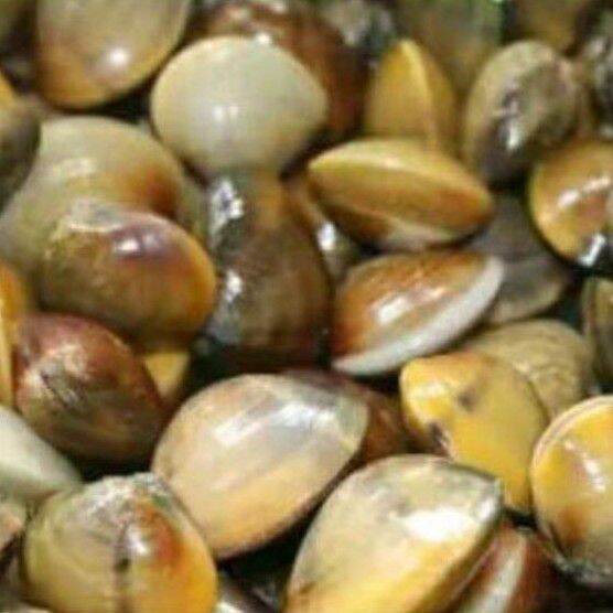 remis sungai obat herbal liver dll harmis cece kerang kuning/500 gram ...