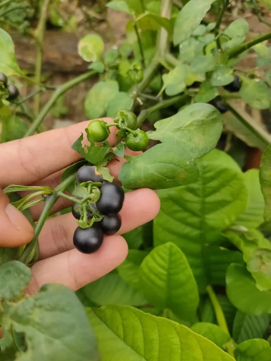 Buah Lenca Segar 1 Kg | Lazada Indonesia