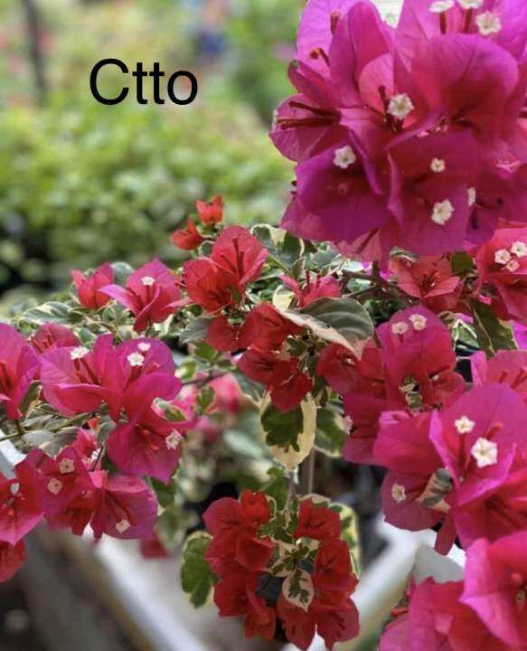 BOUGAINVILLAE ROOTED LIVE PLANT QUEEN ROXIE | Lazada PH
