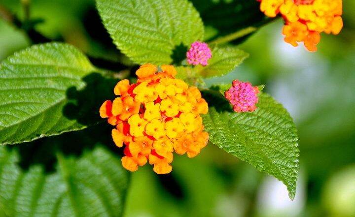 bunga tahi ayam | Lazada