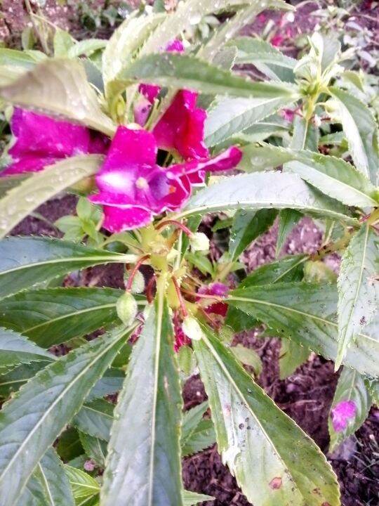 Fuchsia Pink Kamantigi, Touch Me Not, Rose Balsam Flower Seeds | Lazada PH