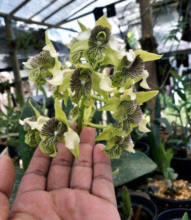 anggrek jamrud/dendrobium macrophyllum | Lazada Indonesia