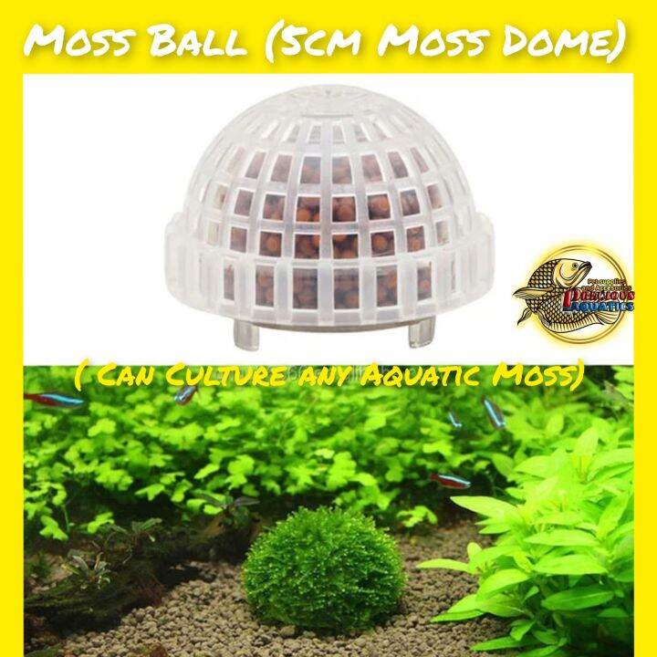 MOSS BALL (5CM Dome for culturing moss) | Lazada PH