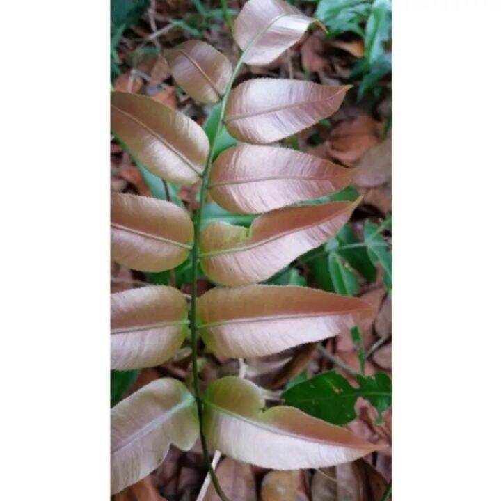 Anak pokok midin/paku merah berakar 5 pokok | Lazada