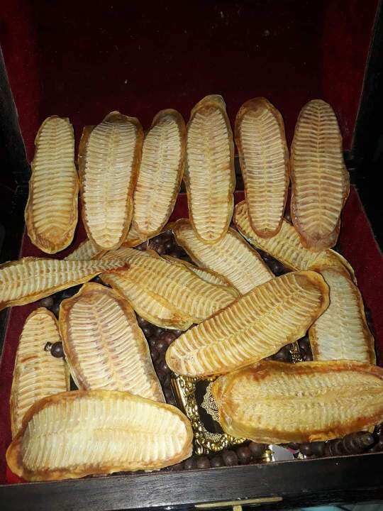 ikan tempel | Lazada Indonesia