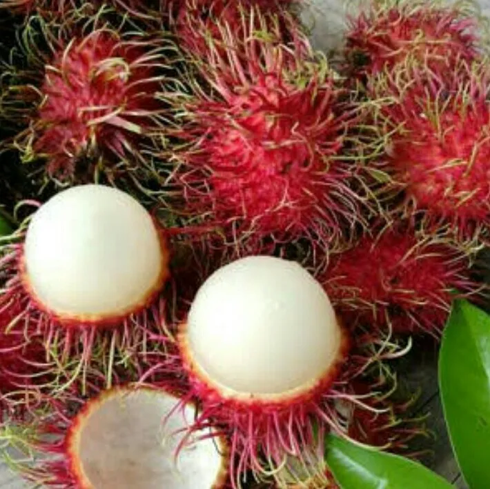 Bibit Rambutan Langka Unggulan Jumbo Garuda Asal Kalimantan Selatan ...
