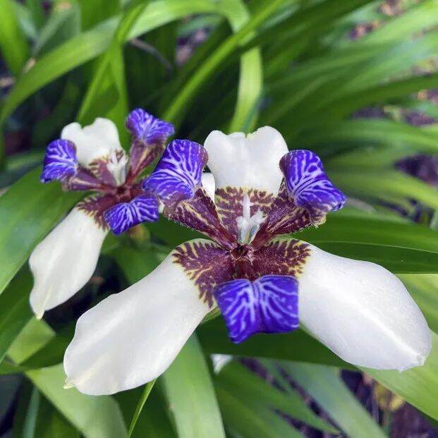 Pokok iris putih | Lazada