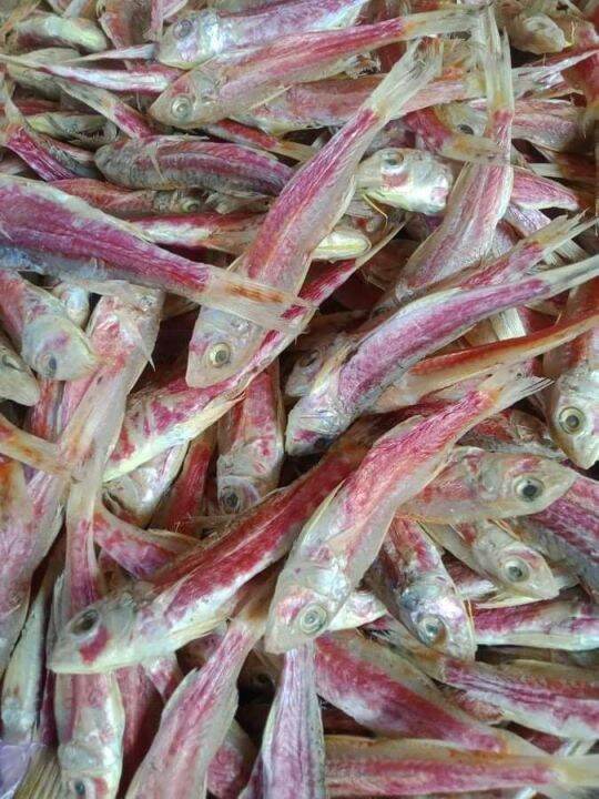 250g/500g/1000g Best Seller Redsal Salmorite Salmonite Well dried Best ...