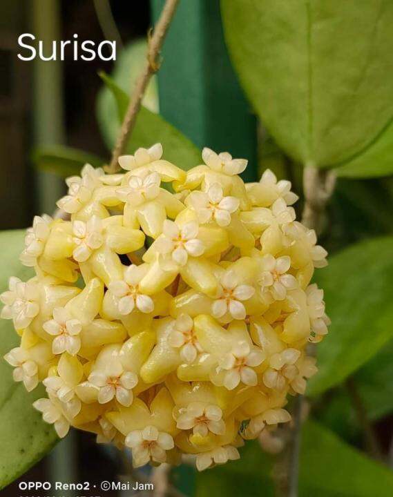 HOYA SURISA | Lazada PH