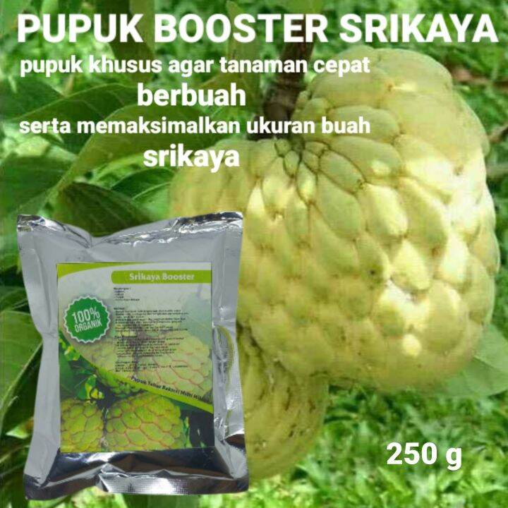 Pupuk tanaman buah srikaya organik srikaya booster agar pohon cepat berbuah. Pupuk organik cocok ...