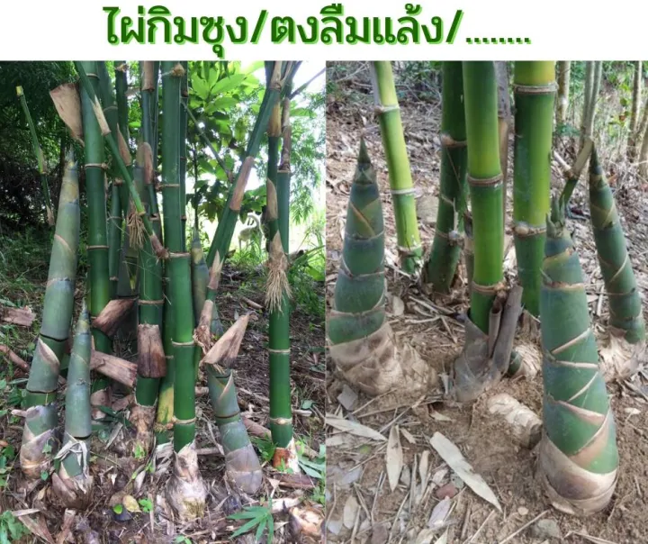 ไผ่กิมซุง ไผ่ตงลืมเเล้ง ไผ่กินหน่อ หน่อใหญ่ หน่อดก ปลูกง่ายโตเร็ว ...