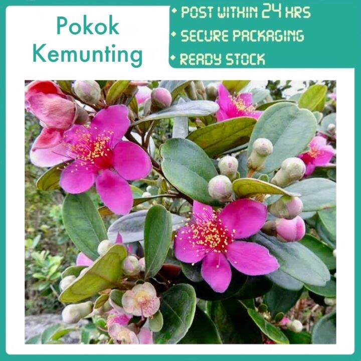PBN - Pokok Kemunting berry rhodomyrtus tomentosa rose myrtle berries ...