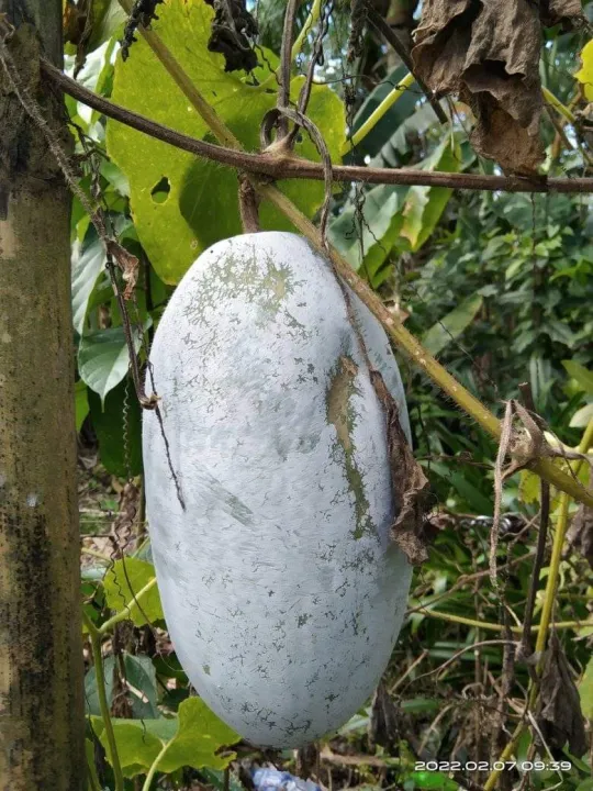 Benincasa hispida wax gourd wintermelon condol kondol ash pumpkin binhi ...