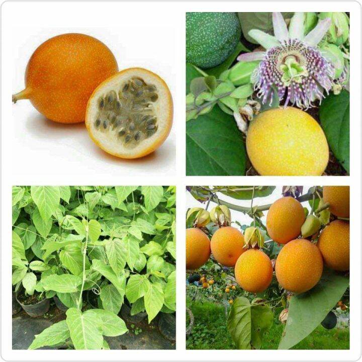 Anak Pokok Markisa Lilikoi | Lazada