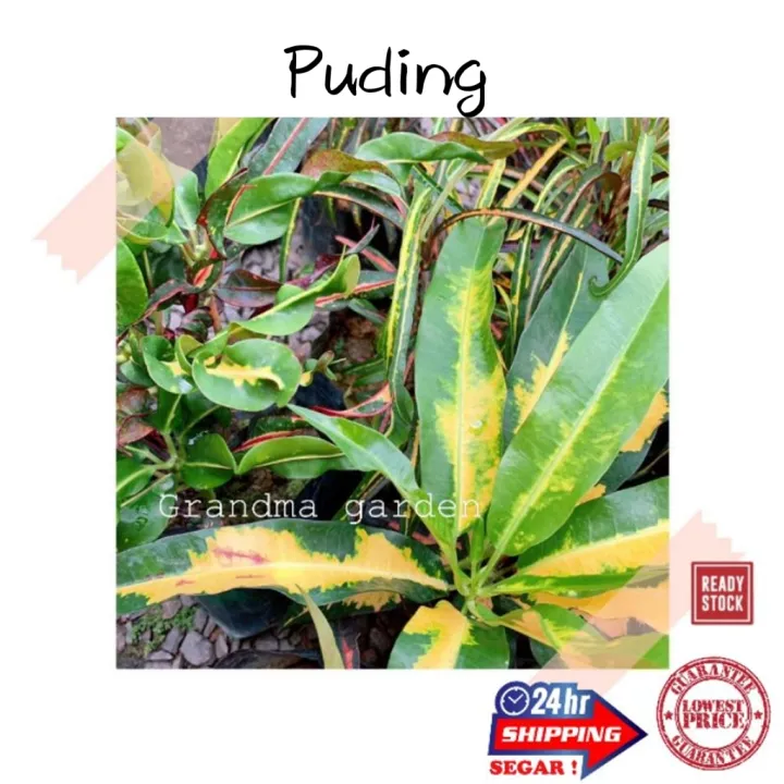 (GG real plant) Puding ^ pokok puding hidup hiasan rumah luar live ...